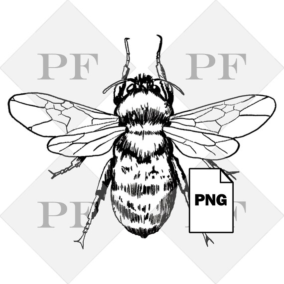 Honey Bee Linework PNG - Etsy