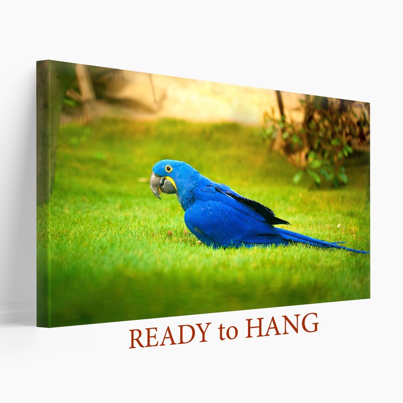 Macaw Poster - Etsy