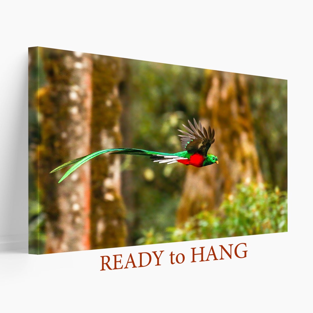 Quetzal Canvas Print, Birds Wall Art, Quetzal Print, Quetzal Poster ...