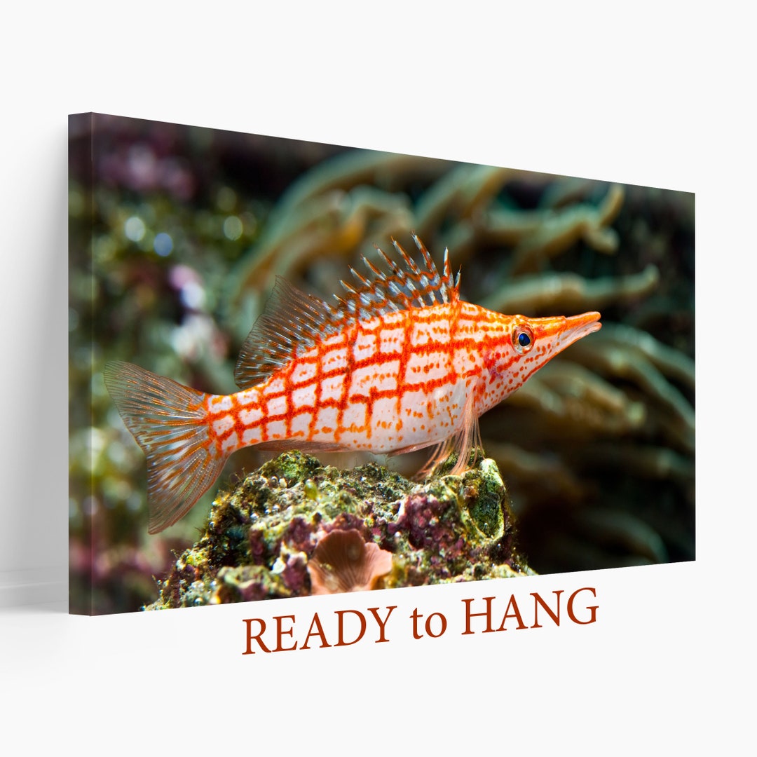 Longnose Hawkfish Canvas Print, Ocean Reef Poster, Underwater Wall Art ...