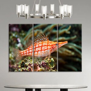 Longnose Hawkfish Canvas Print, Ocean Reef Poster, Underwater Wall Art ...