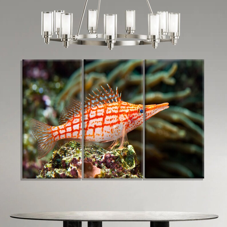 Longnose Hawkfish Canvas Print, Ocean Reef Poster, Underwater Wall Art ...