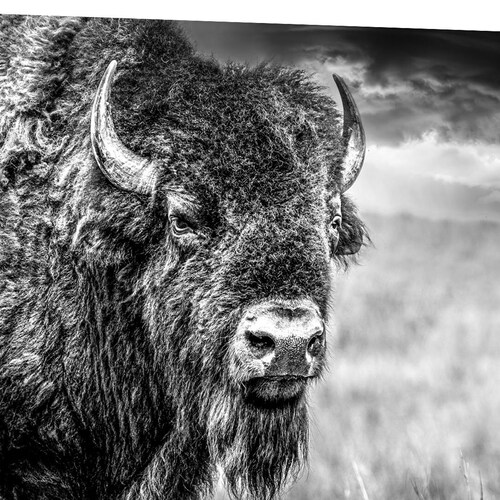 Buffalo Print Bison Wall Art Black and White Buffalo Modern - Etsy