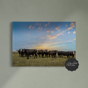 Black Angus Cattle Canvas Western Decor Old Vintage Oversized - Etsy