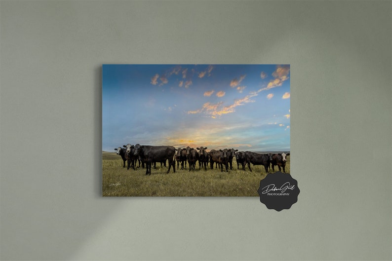 Black Angus Cattle Canvas Western Decor Old Vintage Oversized - Etsy