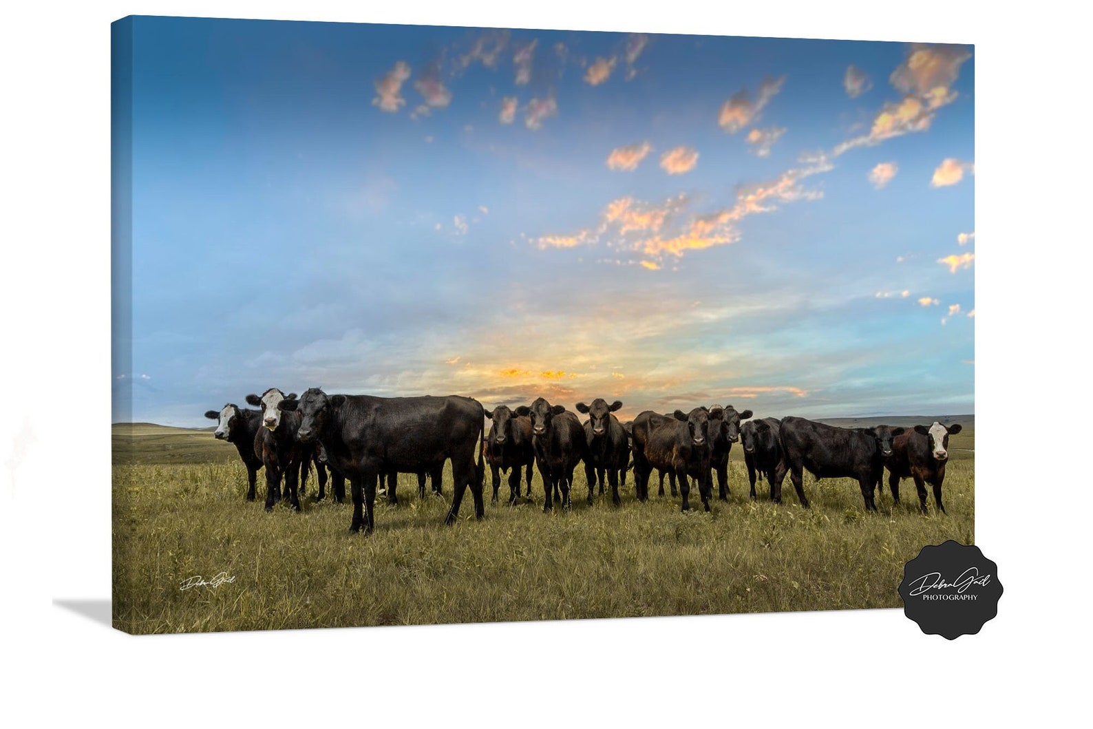 Black Angus Cattle Canvas Western Decor Old Vintage Oversized - Etsy