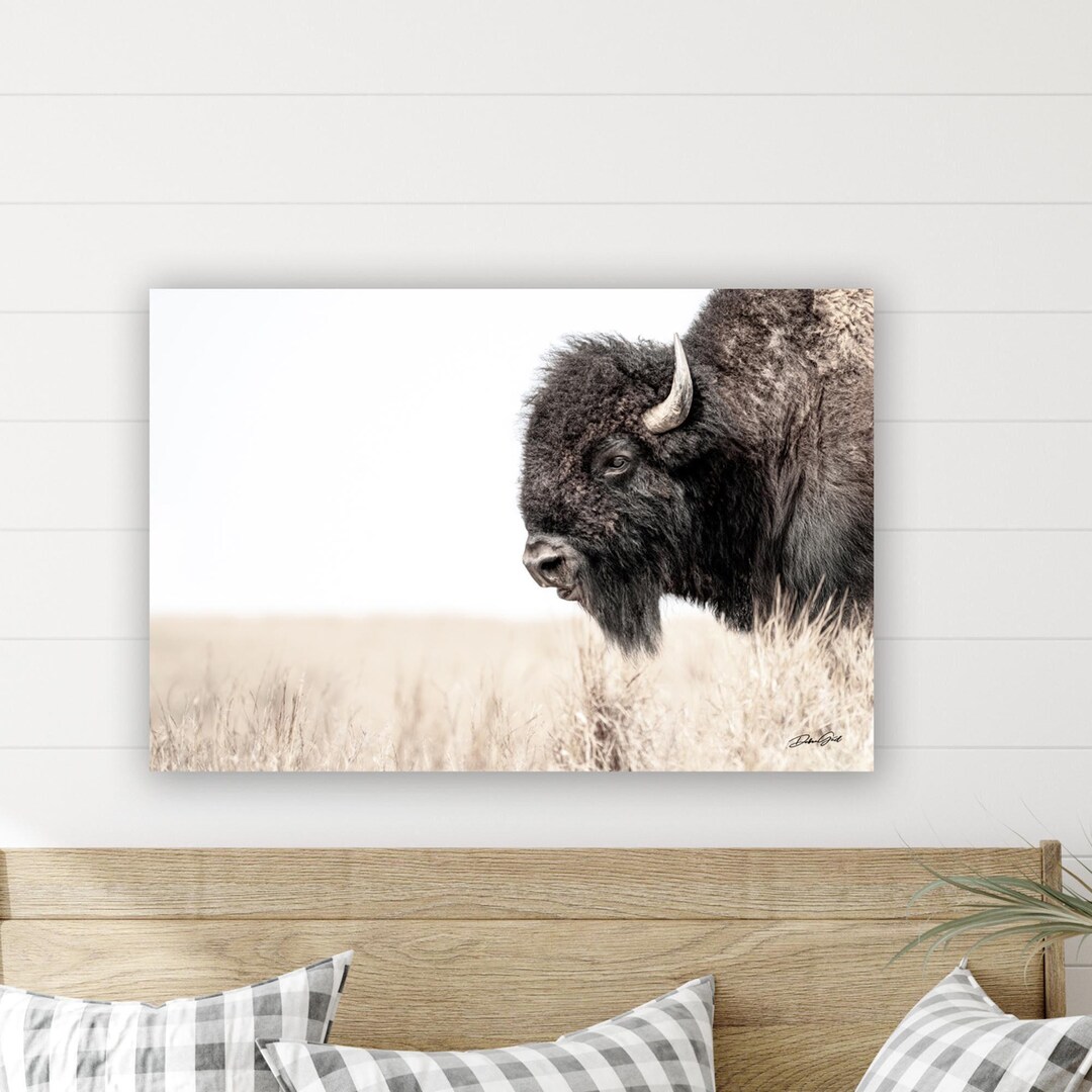 Real Bison Photo: American Buffalo Prairie Art - Protography Canvas or ...