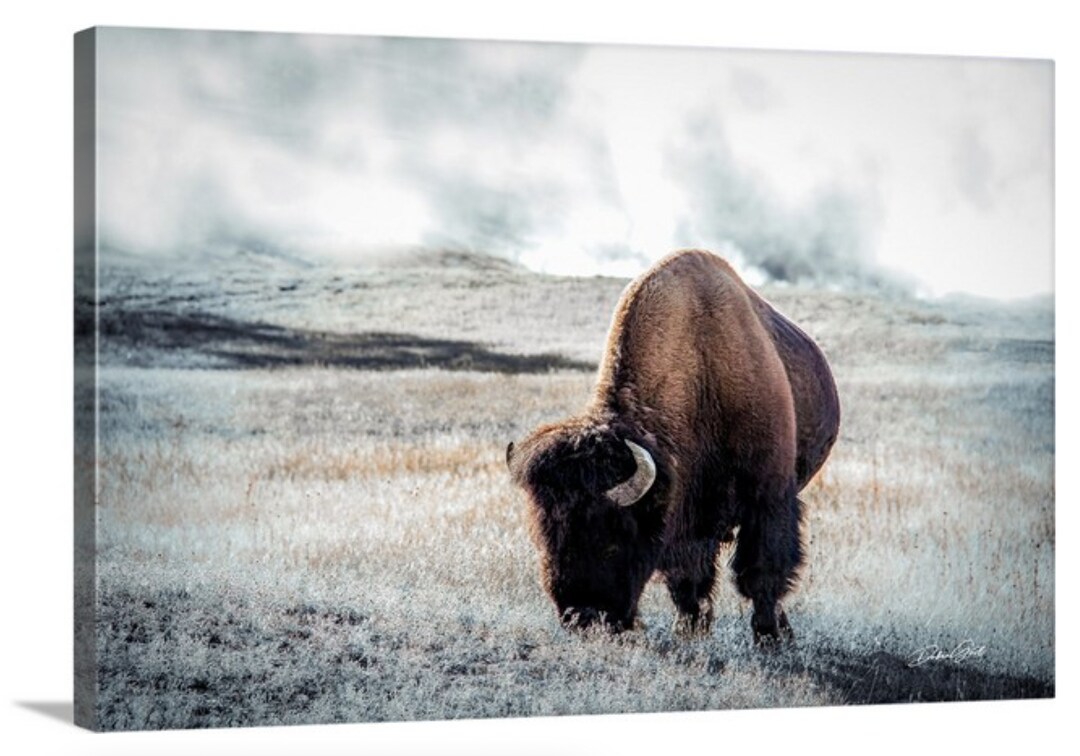 SALE Bison Wall Art, Buffalo Canvas Print, Barnwood Framed Western ...