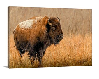 Native American Buffalo Art - Etsy
