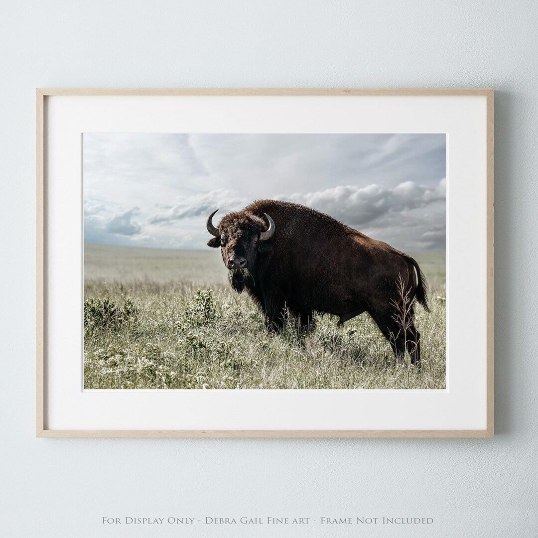 Big Bison Bull on the Prairie Rustic Fine Art Print or Canvas Western ...