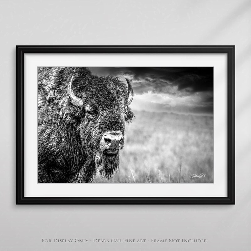 Buffalo Photo - Etsy