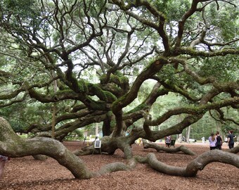 Angel Tree Tags | Etsy