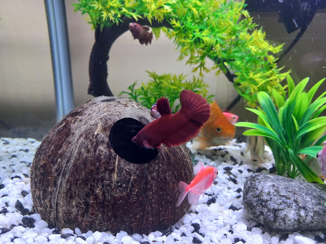 Betta Cave 02 Pieces Aquarium Cave Coconut Shell Cave / Hide, Pleco ...