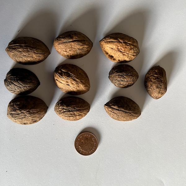 Walnut Shells - Etsy UK