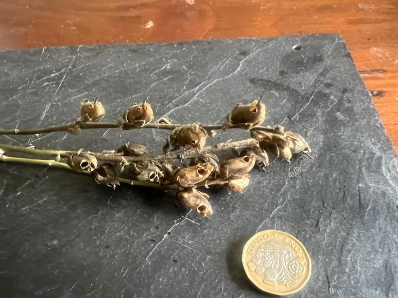 Dried Snapdragon Skull Pods – Natural Gothic Decor, Botanical Crafts ...