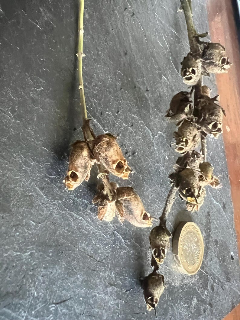 Dried Snapdragon Skull Pods – Natural Gothic Decor, Botanical Crafts ...