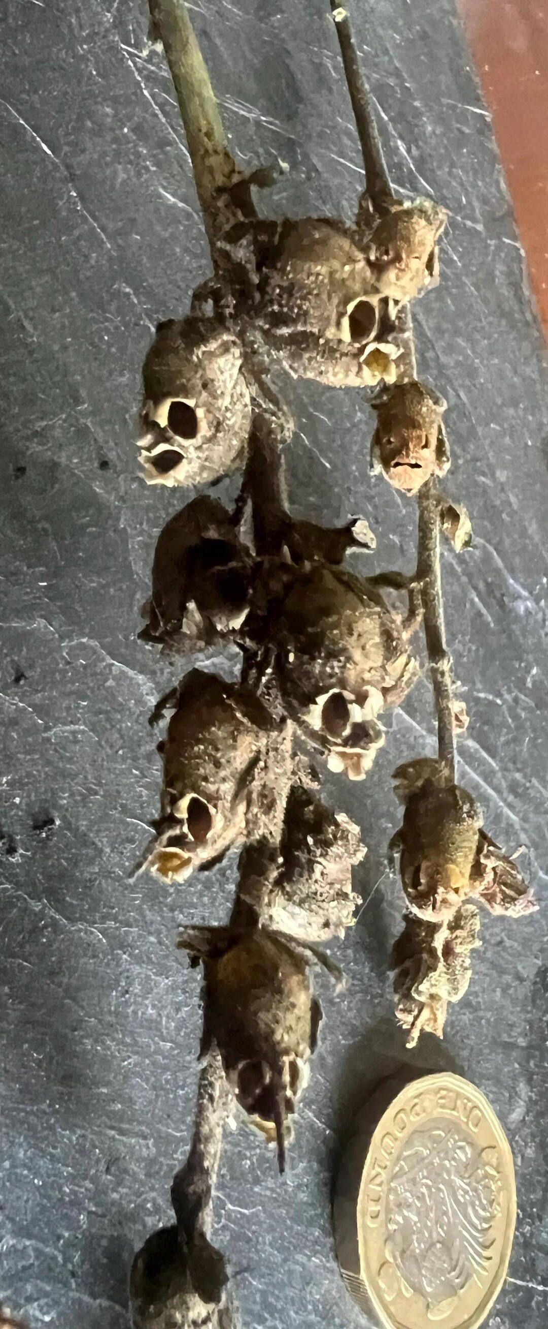 Dried Snapdragon Skull Pods – Natural Gothic Decor, Botanical Crafts ...
