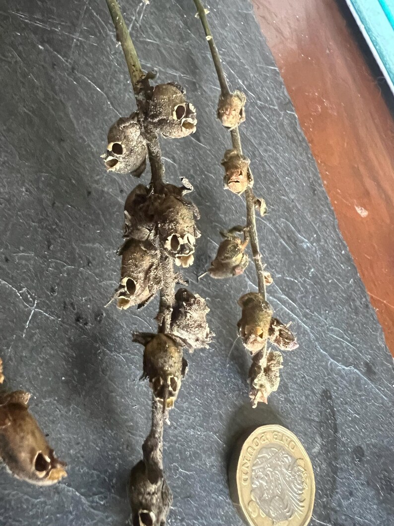 Dried Snapdragon Seed Heads – Natural Skull Pods for Crafts, Gothic ...