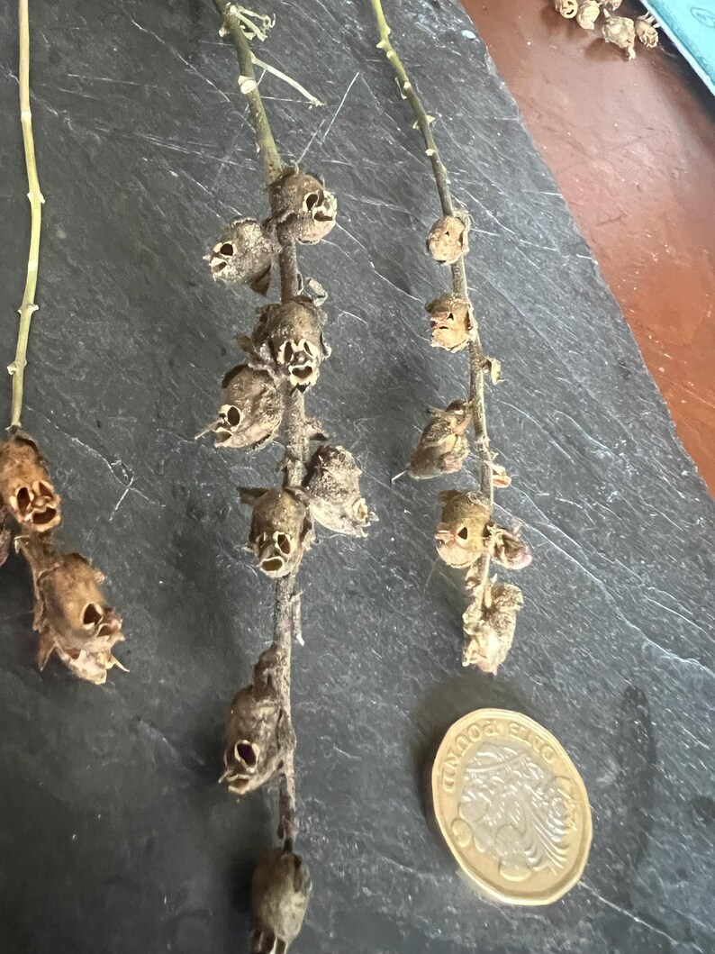 Dried Snapdragon Skull Pods – Natural Gothic Decor, Botanical Crafts ...