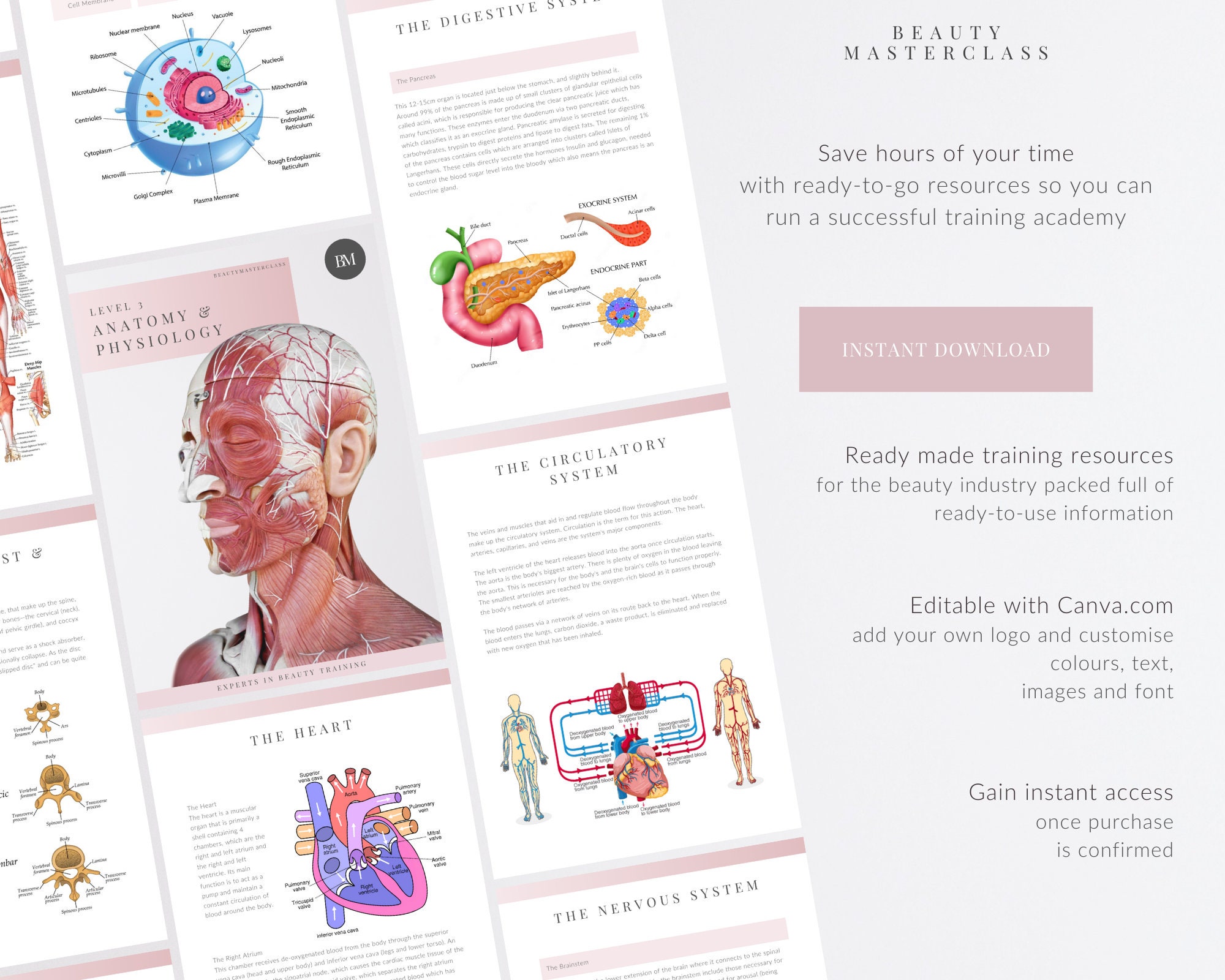 Anatomy and Physiology Level 3 Training Manual Editable A&P Course for ...