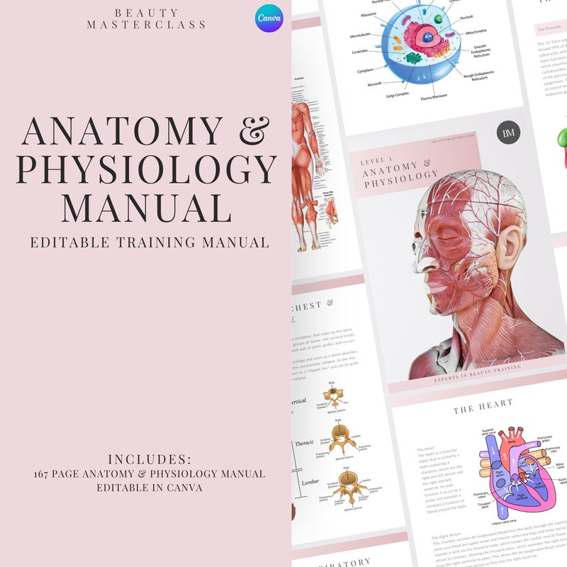 Anatomy - Etsy
