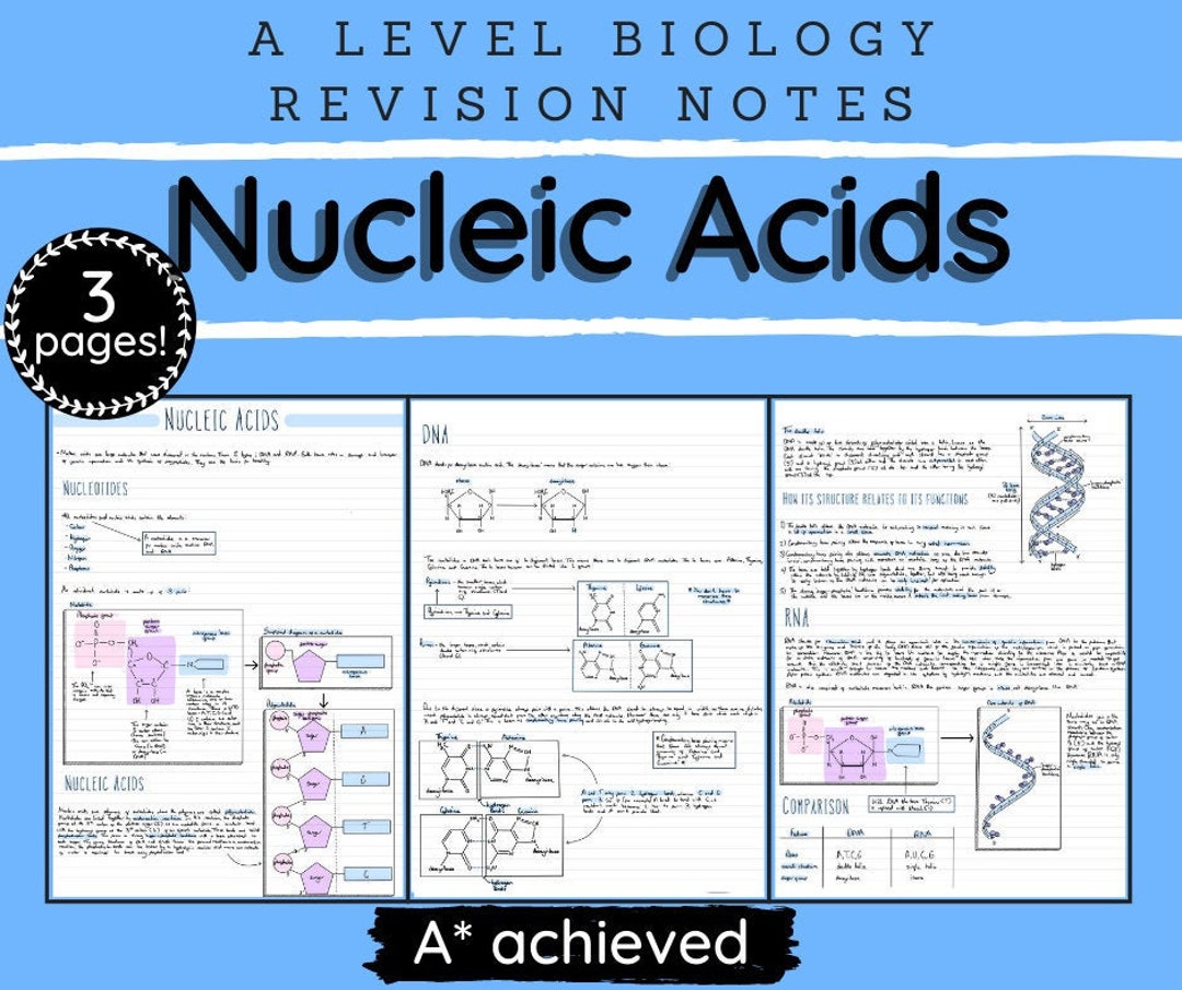 A Level Biology Revision Notes - “nucleic Acids” - Etsy
