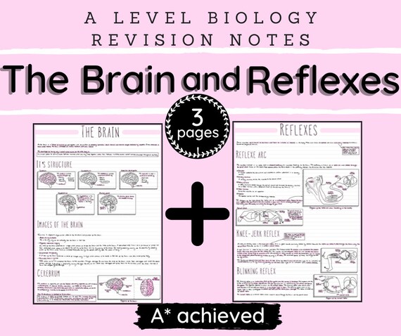 A Level Biology Revision Notes the Brain and Reflexes - Etsy