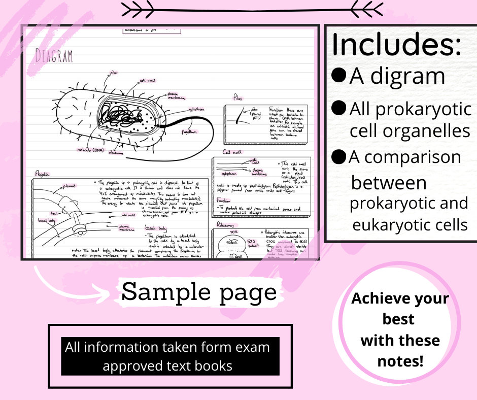 Nucleus Structure And Functions Alevel Biology Revision Notes Plant And ...