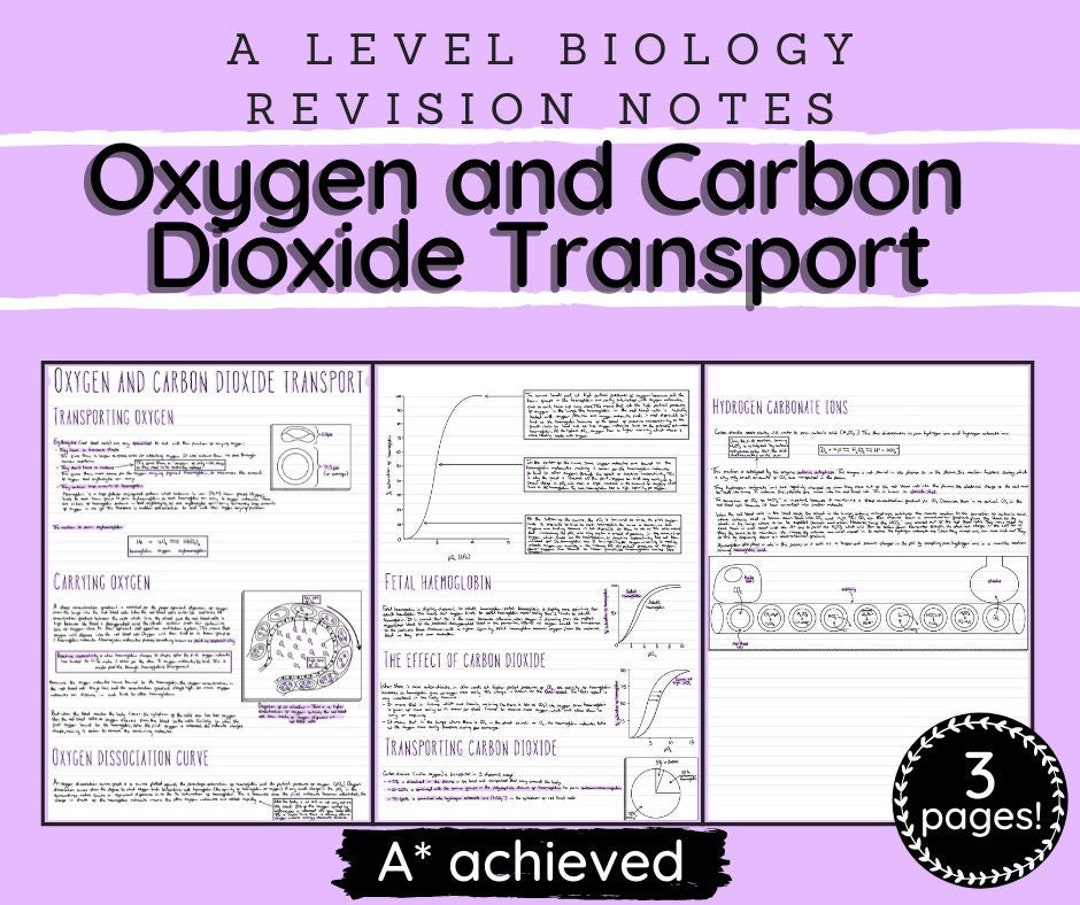 A Level Biology Revision Notes-"oxygen and Carbon Dioxide Transport" - Etsy
