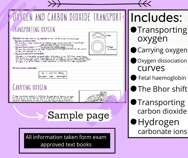 A Level Biology Revision Notes-"oxygen and Carbon Dioxide Transport" - Etsy