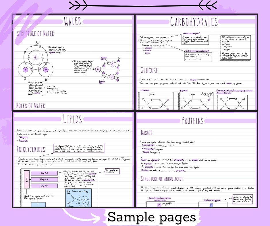 A Level Biology Revision Notes Bundle module 2 Biological Molecules - Etsy