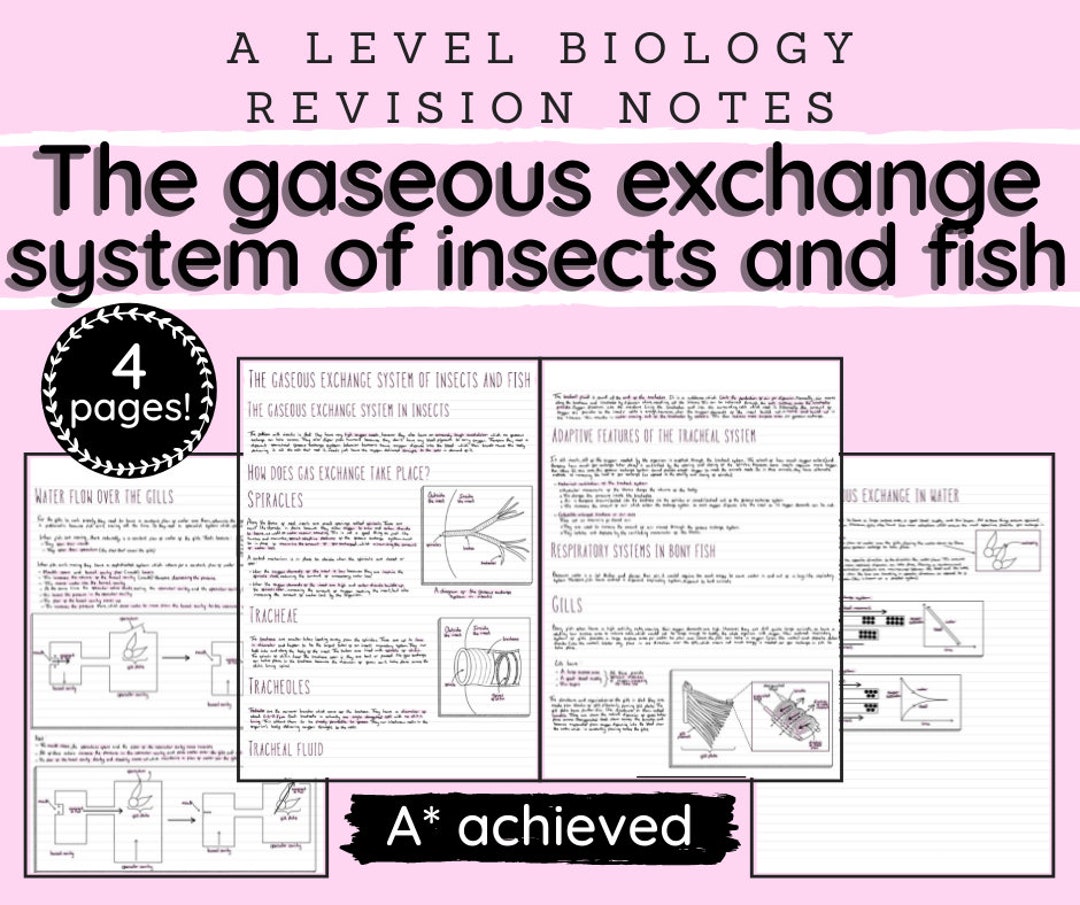 A Level Biology Revision Notesthe Gaseous Exchange System of Insects ...
