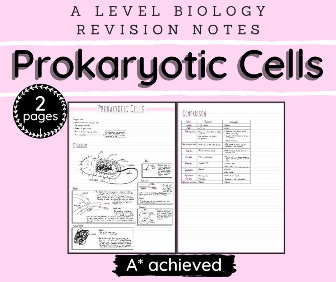 A Level Biology Revision Notes-"prokaryotic Cells" - Etsy UK