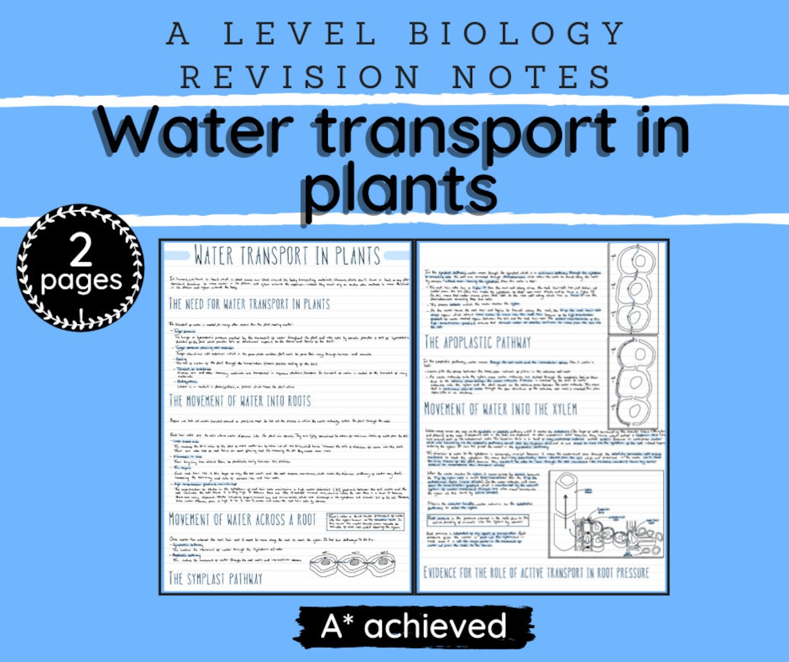 A Level Biology Revision Notes-"water Transport in Plants" - Etsy