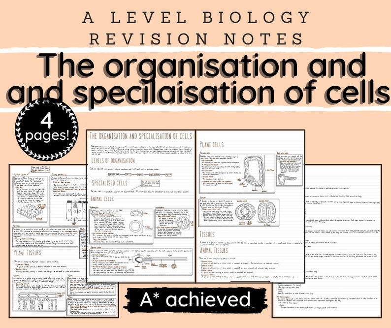 A Level Biology Revision Notes-"the Organisation and Specialisation of ...