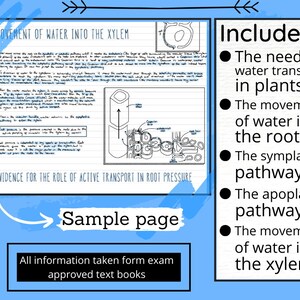 A Level Biology Revision Notes-"water Transport in Plants" - Etsy
