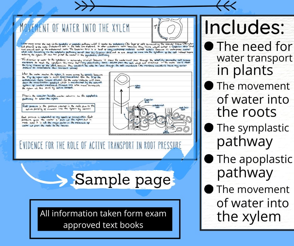 A Level Biology Revision Notes-"water Transport in Plants" - Etsy