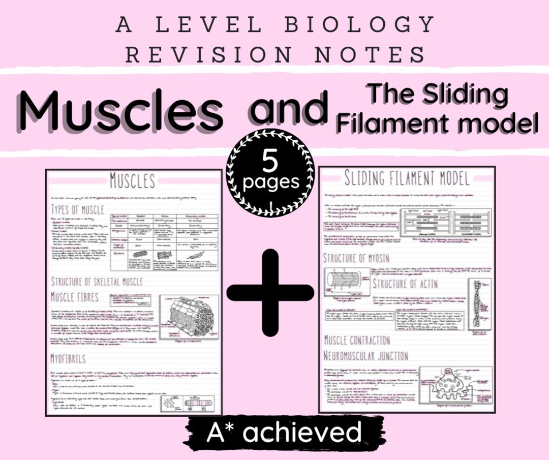 A Level Biology Revision Notes - “muscles and the Sliding Filament ...