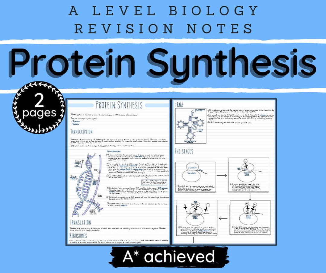 A Level Biology Revision Notes protein Synthesis - Etsy