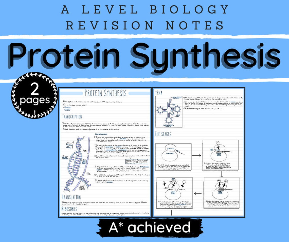 A Level Biology Revision Notes protein Synthesis - Etsy