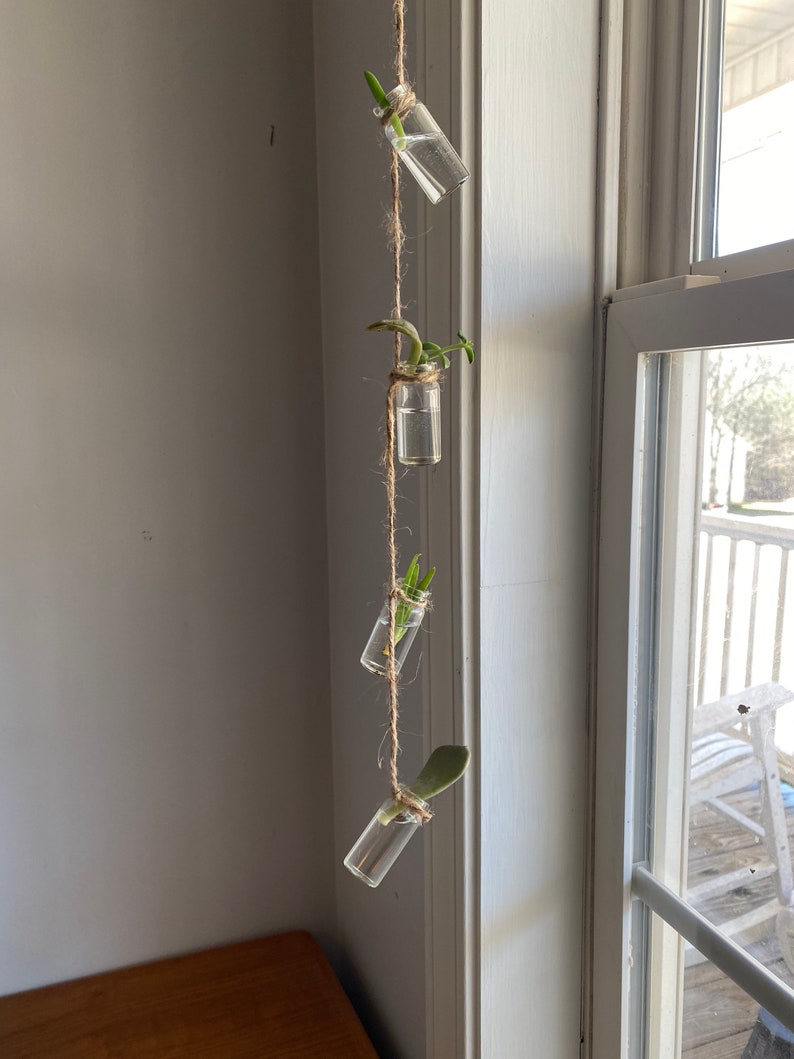 Hanging Propagation Station - Etsy