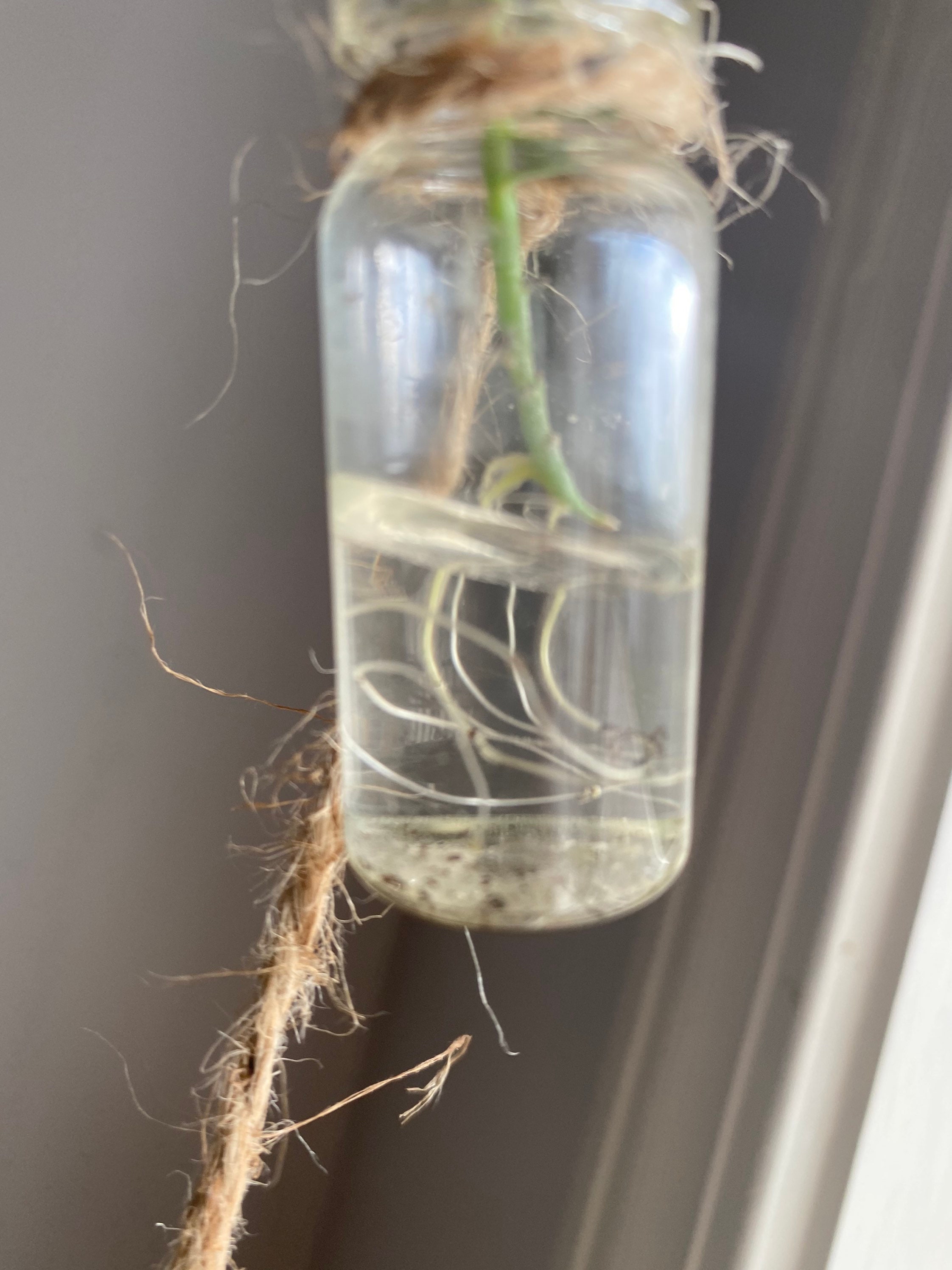 Hanging Propagation Station - Etsy