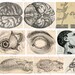 Vintage Ephemera Kit || Vintage Medical Ephemera || Vintage Anatomy ...