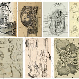 Vintage Ephemera Kit || Vintage Medical Ephemera || Vintage Anatomy ...