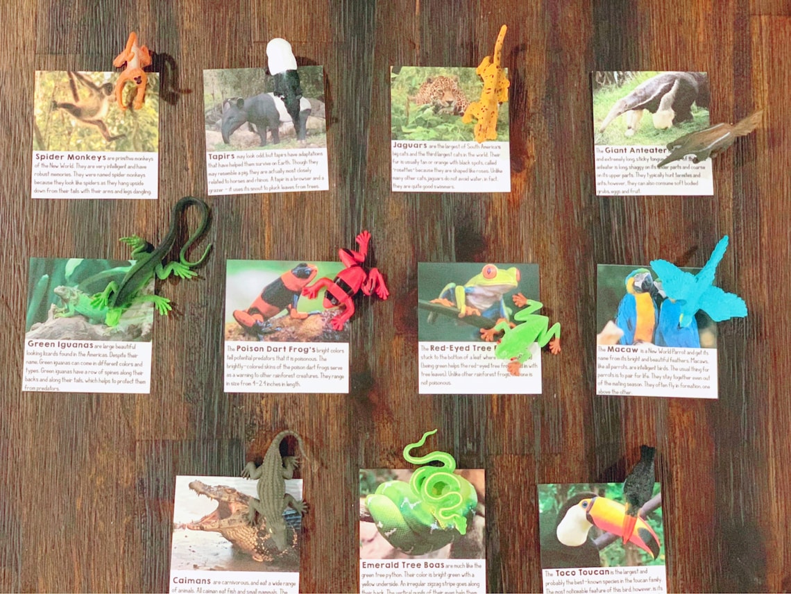Rainforest Toob | Safari LTD | Identification Cards | Fact Cards ...