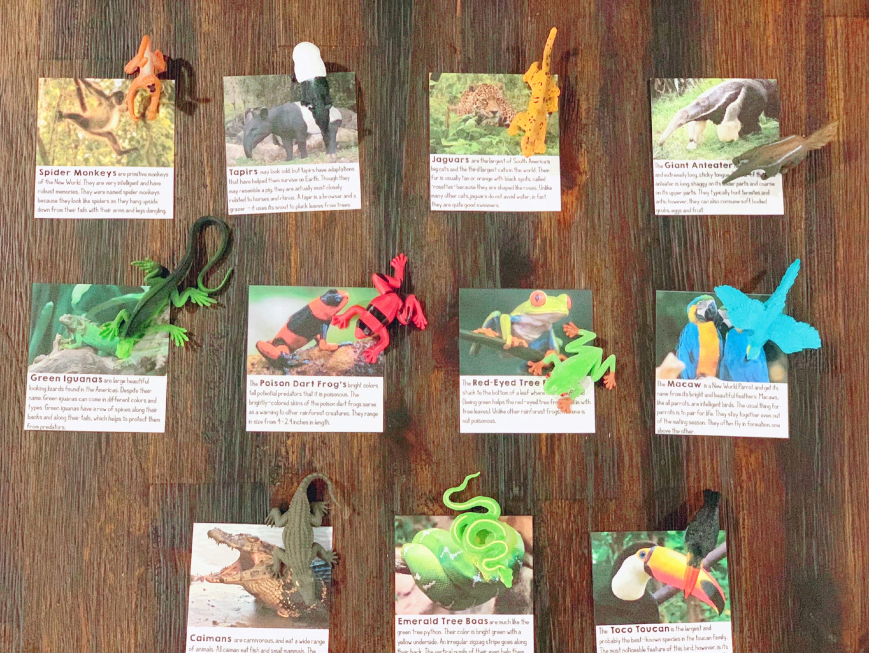 Rainforest Toob | Safari LTD | Identification Cards | Fact Cards ...