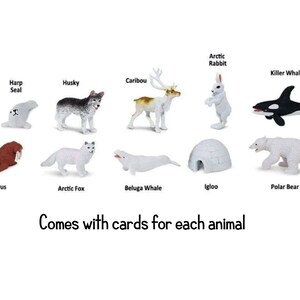 Arctic Toob | Safari LTD | Identification Cards | Fact Cards | Arctic ...