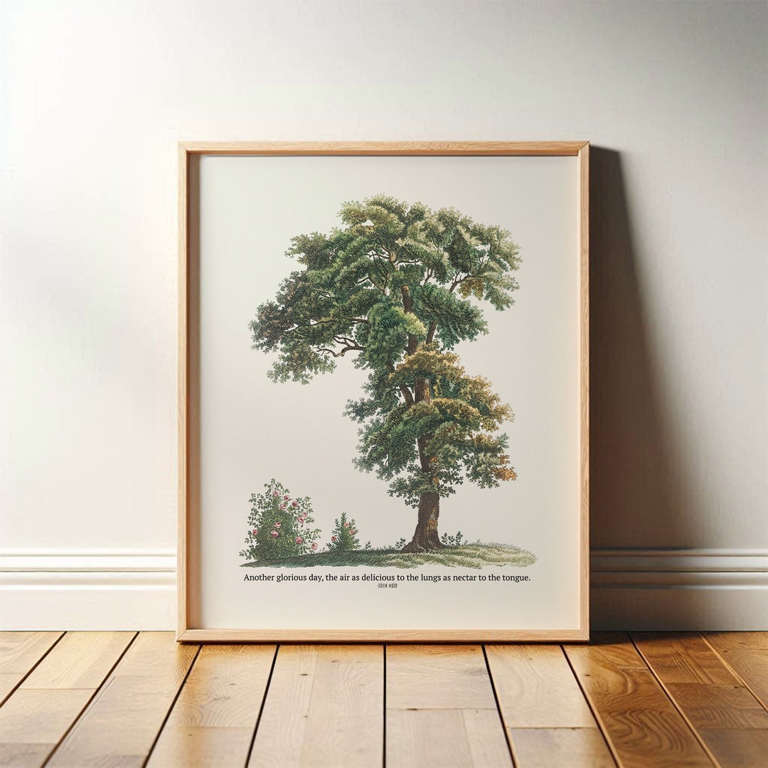 John Muir Wall Art With Vintage Tree Print | Nature, Masculine, Hiker ...