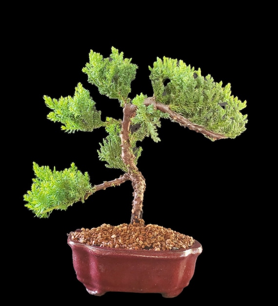 Japanese Dwarf Juniper Bonsai Tree #826