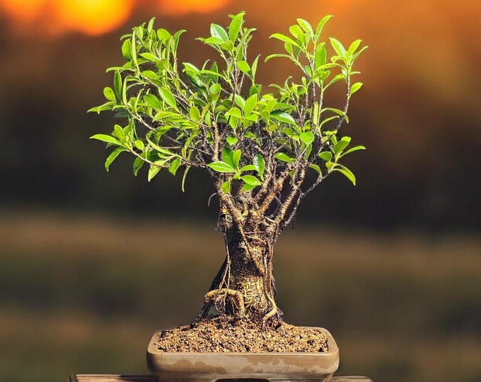 Old Specimen Tiger Bark Ficus Bonsai Tree #67 - Etsy